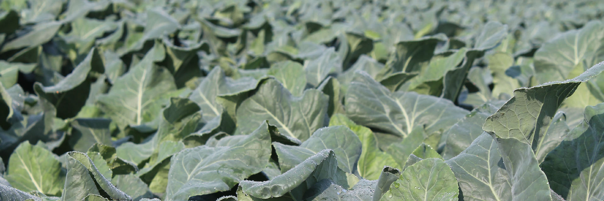 International Conference on Advanced Agricultural Research – ICAAR